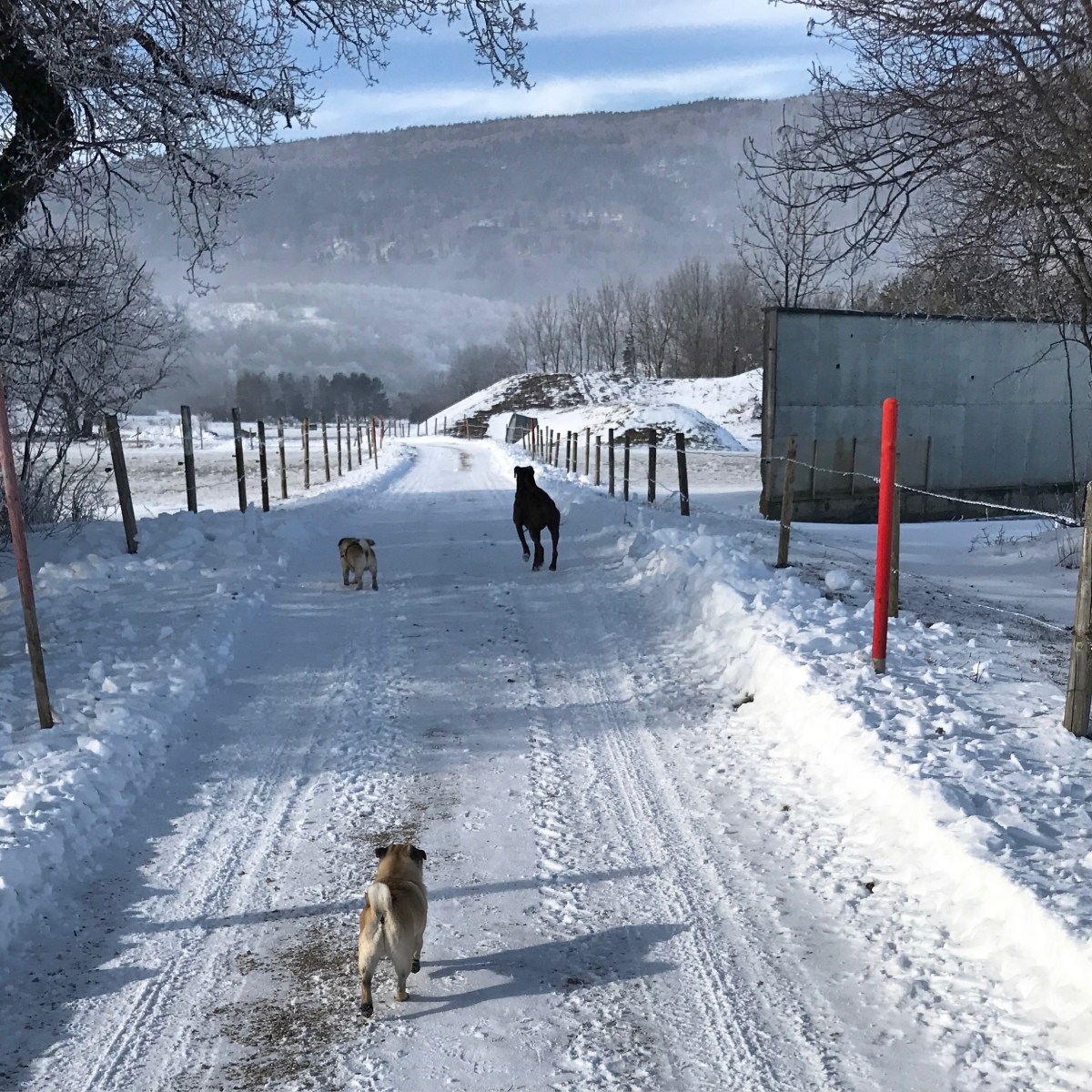 The Pug Walk – boxerfeliciasworld